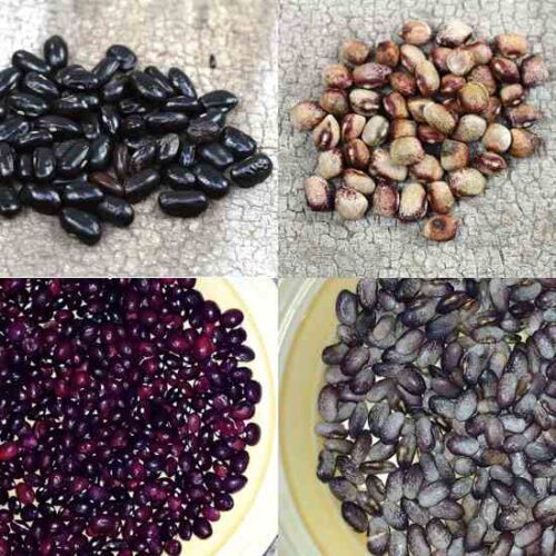 Three Sisters Native American Gardening – Mother Earth News